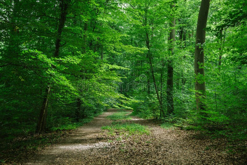 Path between Trees in Green Beautiful Forest Stock Photo - Image of ...
