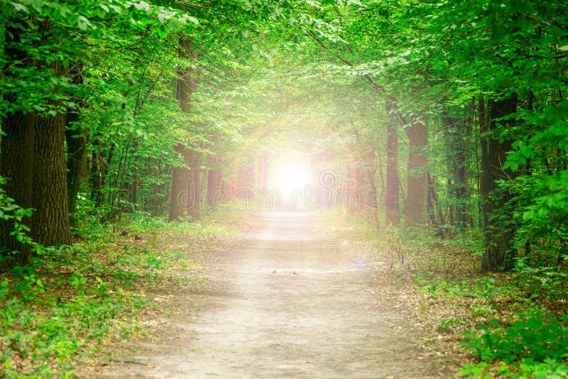 Green Forest. the Path through the Trees Stock Image - Image of forest ...