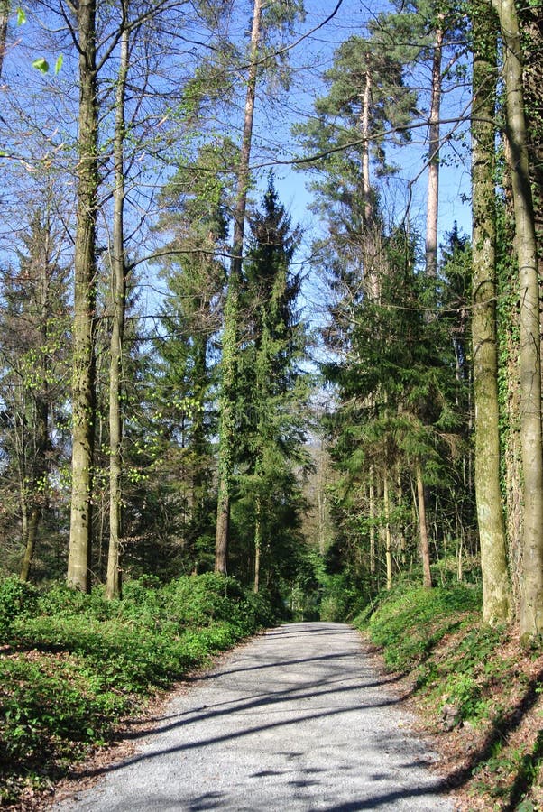 A Path between Trees in a Green Garden during a Daytime Stock Image ...