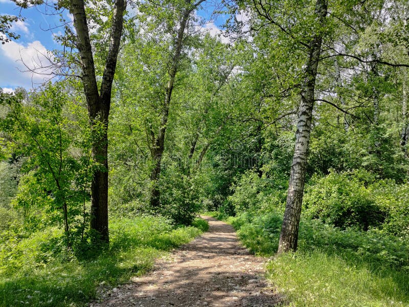 Path among Trees in a Green Summer Park Stock Photo - Image of ...