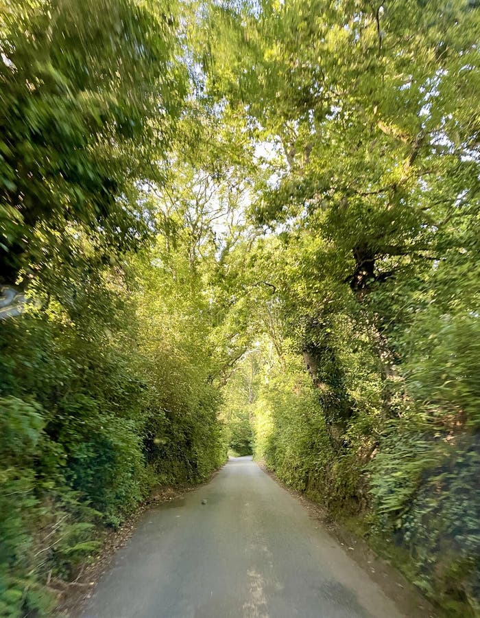 Path through the trees stock photo. Image of grass, webs - 327825574