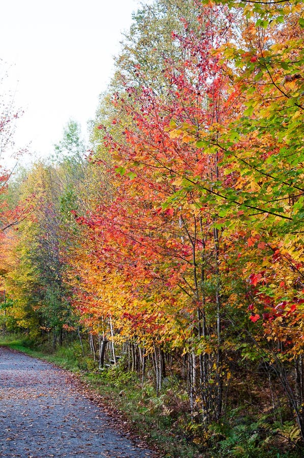 Path and Trees during Indian Summer in Quebec, Canada Stock Photo ...