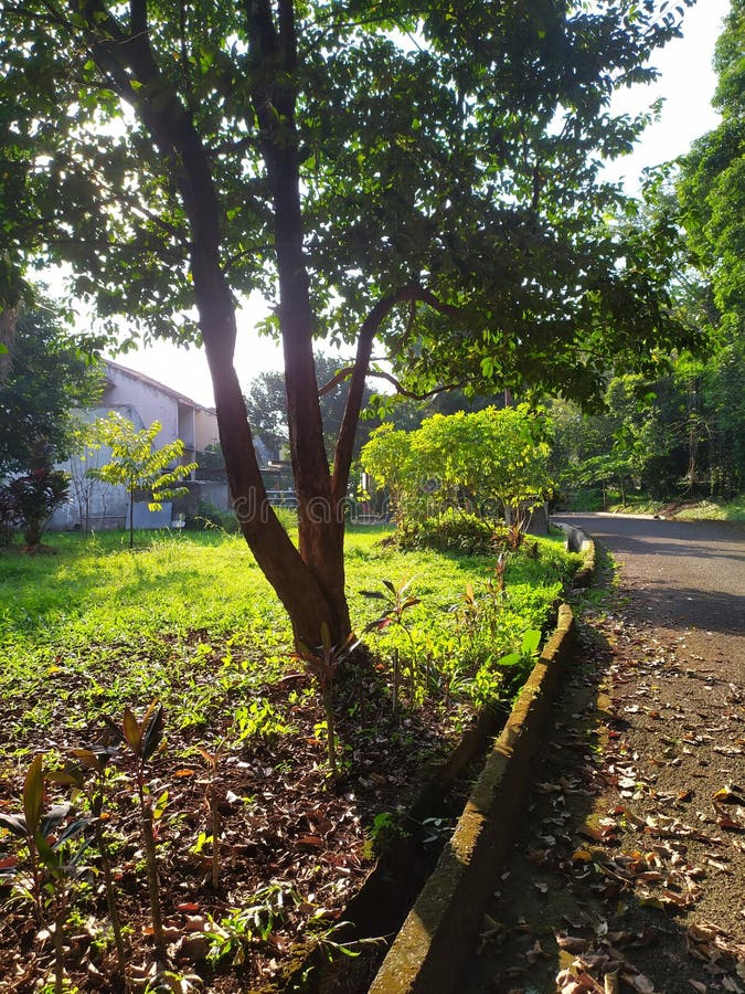The Path between the Trees in the Afternoon Stock Photo - Image of ...