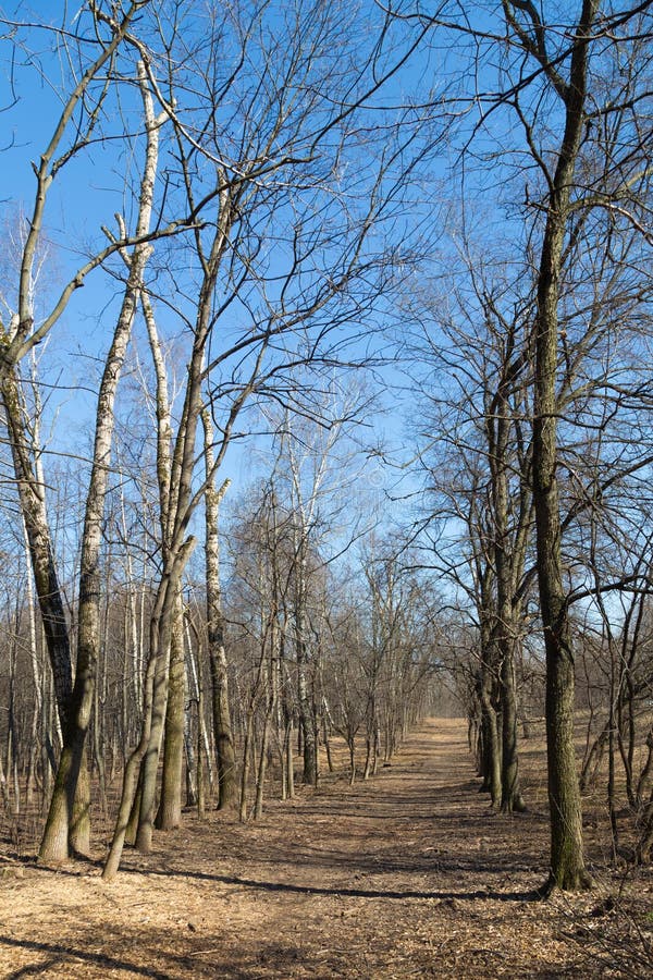 Path between trees stock image. Image of nonurban, light - 39774793