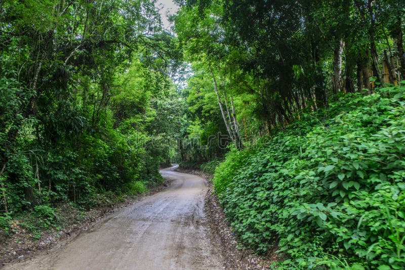 Path between Trees with Mud Stock Photo - Image of stream, tree: 340600572