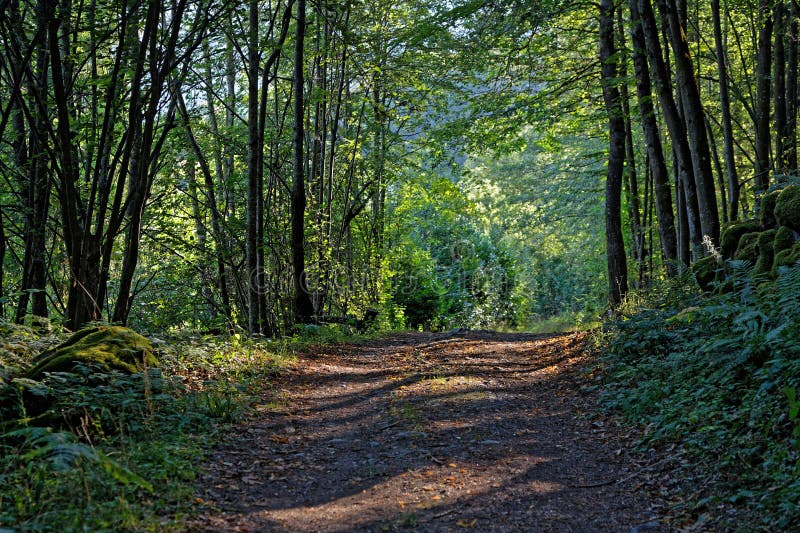 Path through the Trees in a Nice Forest Stock Image - Image of grenoble ...
