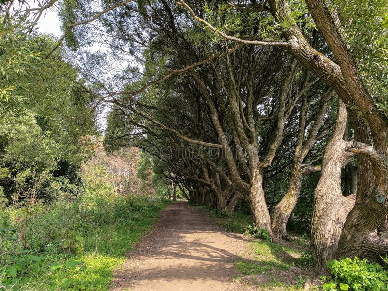 Path among the Trees in a Park Stock Image - Image of forest, flora ...
