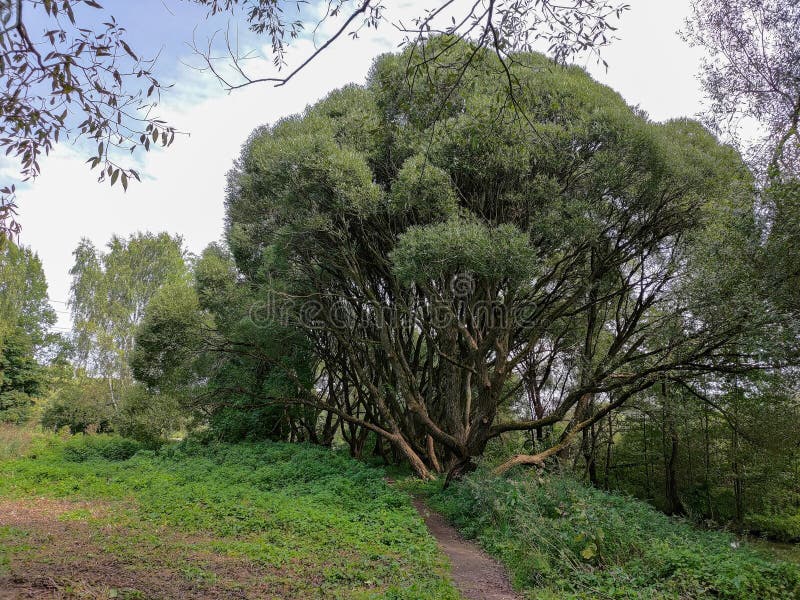 Path among the Trees in a Park Stock Image - Image of outdoor, travel ...