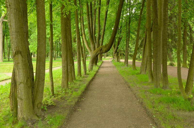 Path between Trees in the Park. Stock Photo - Image of recreation ...