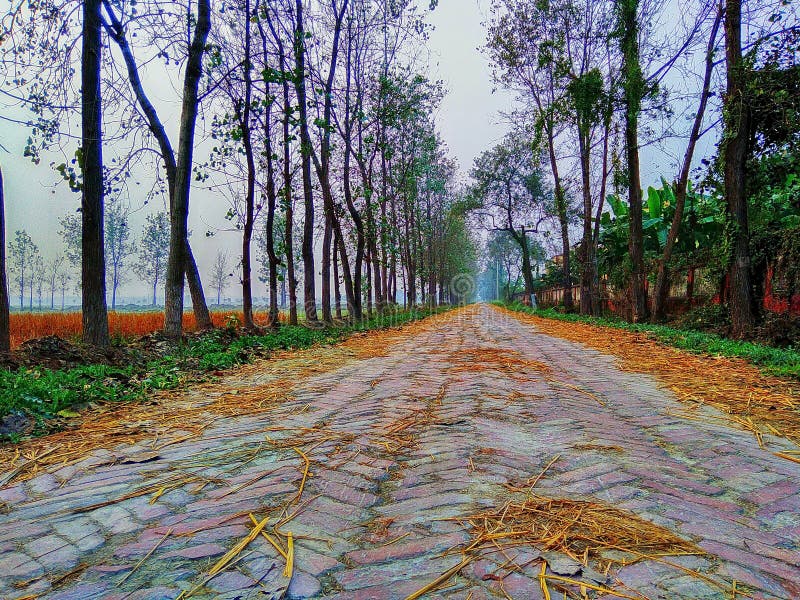 A path and trees stock image. Image of trees, sides - 133741577