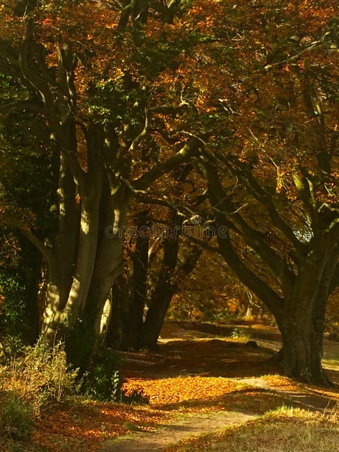 Path through Trees stock image. Image of sarum, path - 103256781