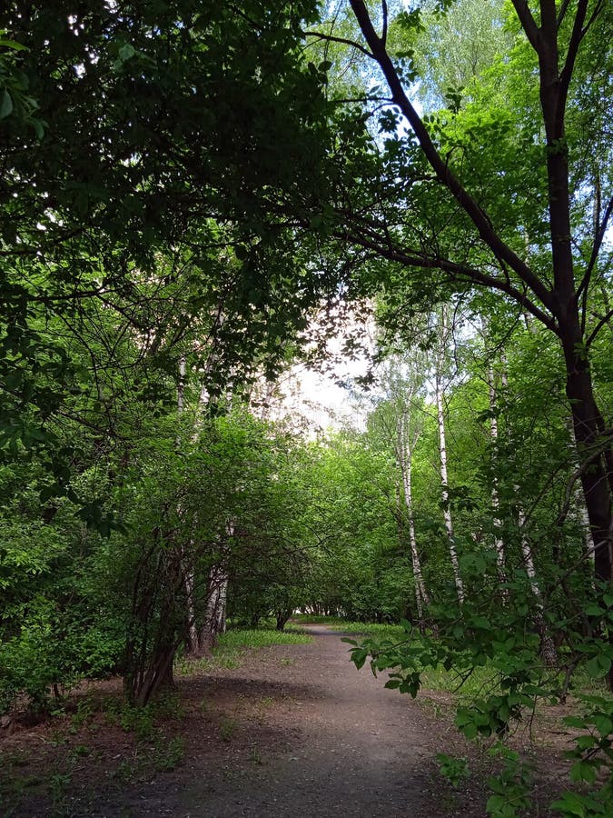 The path between the trees stock image. Image of plant - 220348577