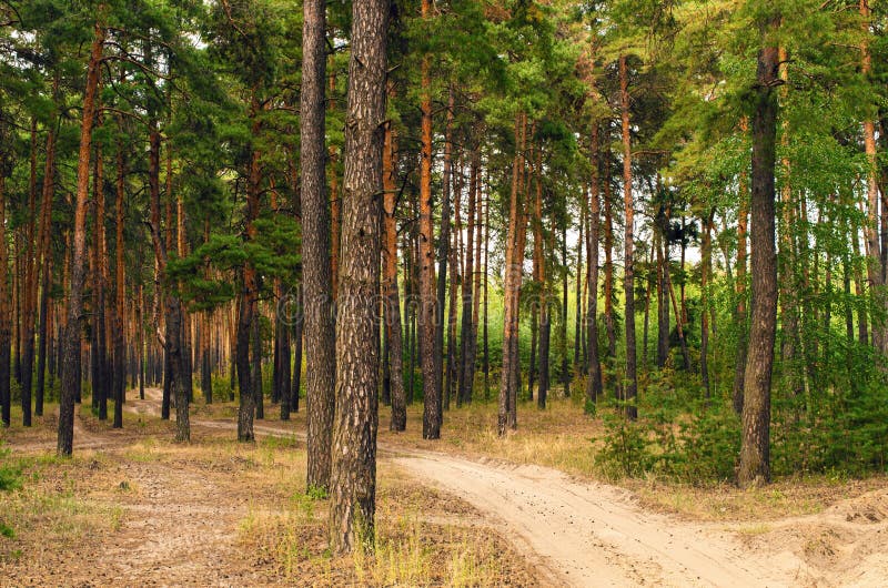 Path among trees stock image. Image of timberland, wood - 270792771