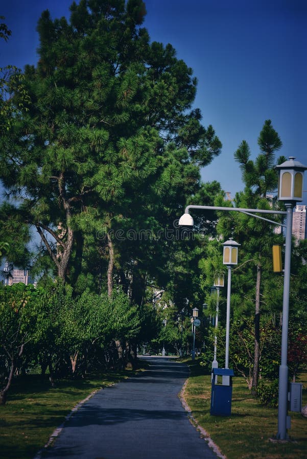 Path through the trees stock image. Image of nature - 256896973