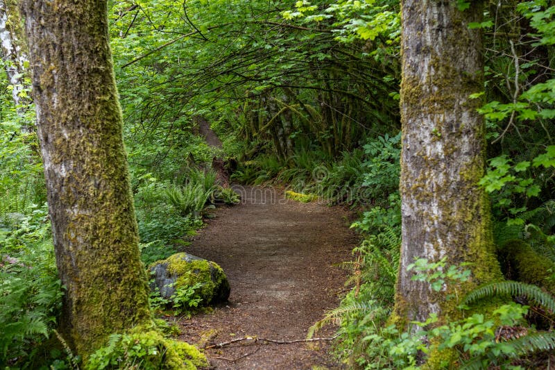 Path through the trees stock photo. Image of hike, trail - 322211266