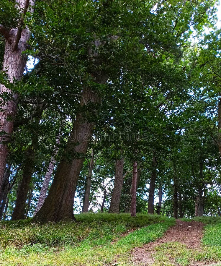 Path between the trees stock photo. Image of park, nature - 198499752