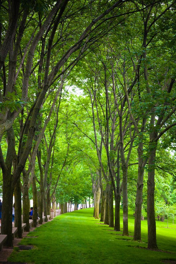 A Path through the Trees stock image. Image of lush, american - 31534417
