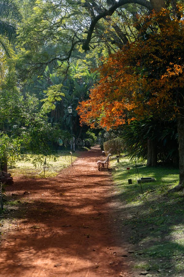 Path between Trees and Plants in a Small Forest. Stock Image - Image of ...