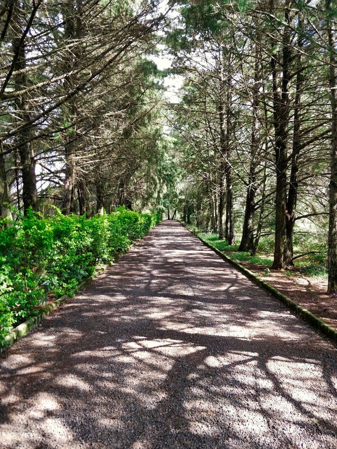 A path of trees stock photo. Image of plant, shadows - 145713408