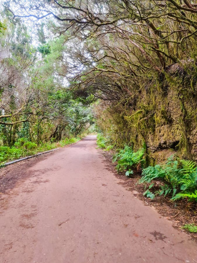 A Path with Trees on the Side of a Dirt Road Stock Image - Image of ...