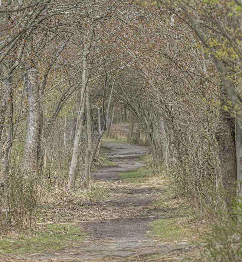 A Path through Trees on a Small Track through the Woods Stock Photo ...