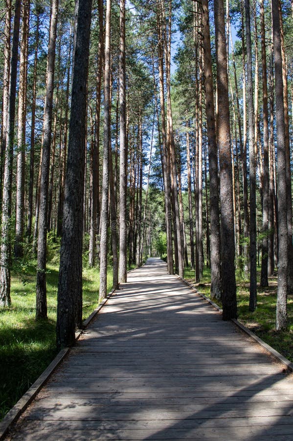 Path between Trees at the Source of the Cuervo River Stock Photo - Image of pond, protected ...