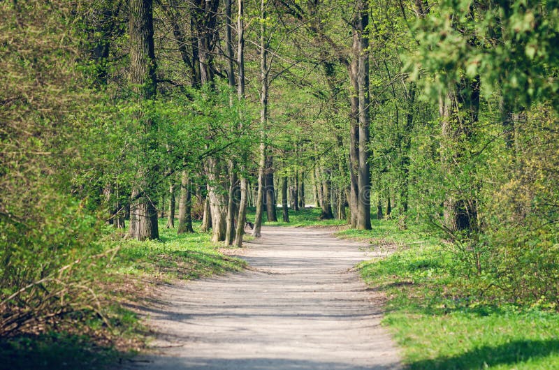 Path between Trees in Spring City Park Stock Photo - Image of town ...