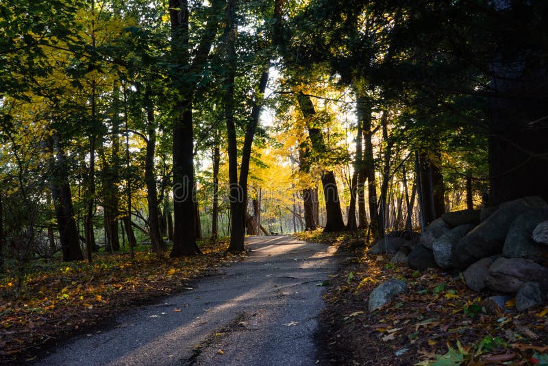 Path between the Trees during the Sunset Stock Photo - Image of ...
