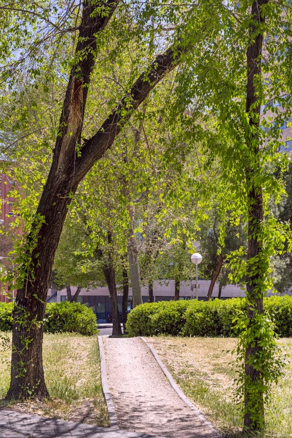 A Path between the Trees in an Urban Park Stock Photo - Image of season ...