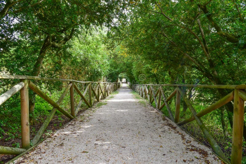 Path between the Trees and Vegetation Stock Photo - Image of caminho ...