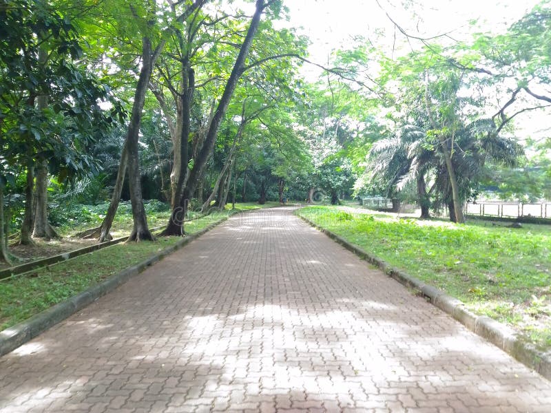 The Path between the Trees in Zoo Jakarta Stock Image - Image of high ...