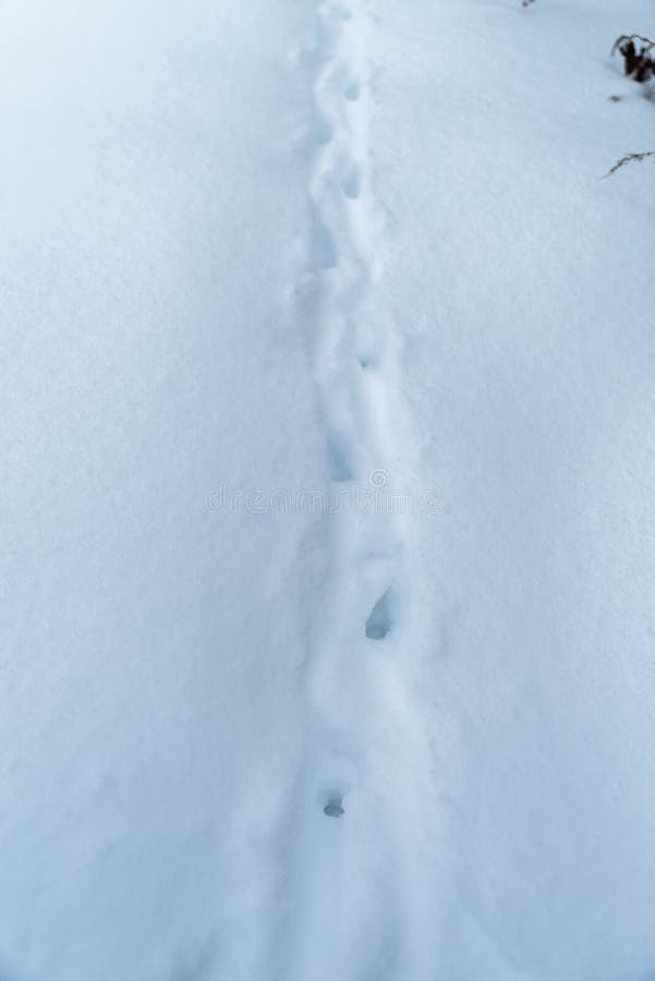 A Path Trodden by a Cat in Deep Dry Snow Stock Photo - Image of object ...