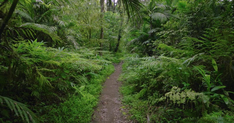 Path in the Tropical Forest in Bali. Nature Background of a Rainforest ...
