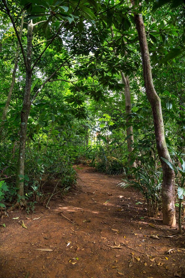 Tropical forest in Cuba stock photo. Image of pinar, environment - 24277876