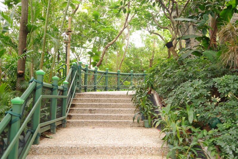 Path in tropical jungle stock photo. Image of travel - 37473050