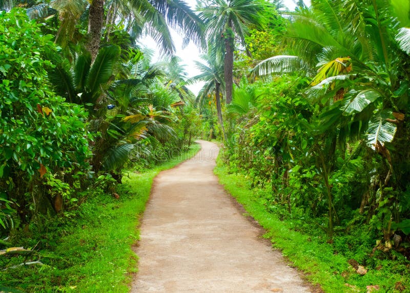Path in tropical nature stock illustration. Illustration of walkway ...