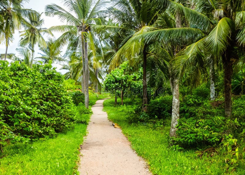 Path in tropical nature stock illustration. Illustration of woodland ...