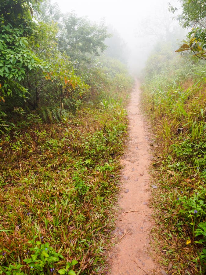 Path in Tropical Rain Forest Stock Photo - Image of green, tropic: 54760658