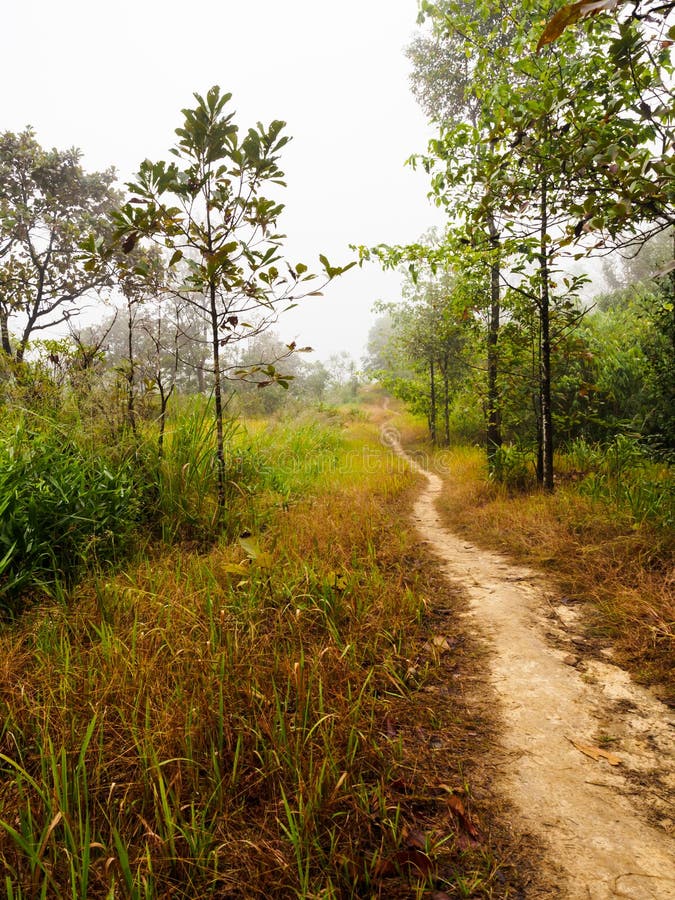 Path in Tropical Rain Forest Stock Photo - Image of jungle, grass: 54760912