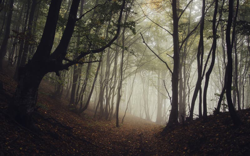 Path Trough a Dark Mysterious Forest with Fog in Autumn Stock Photo ... Path Trough a Dark Mysterious Forest with Fog in Autumn Stock Photo ...