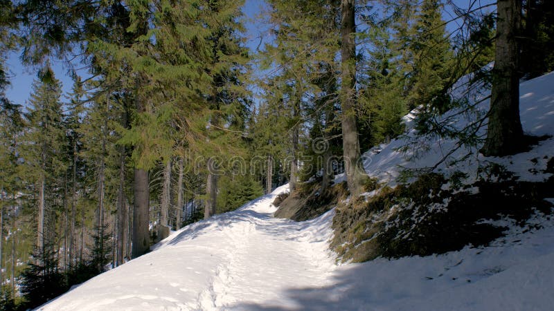 Path Trough the Forest during Spring, Snow is Melting Stock Video ...