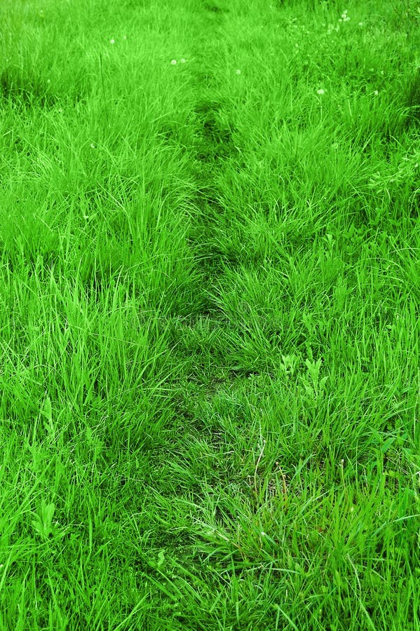 Path trough grass stock photo. Image of plain, spring - 14385258