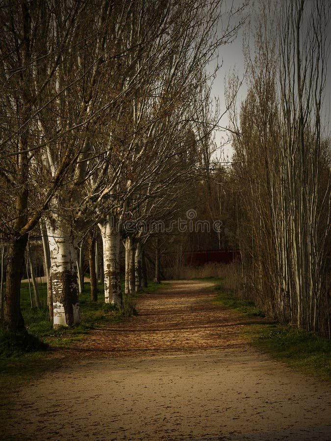 Path Trough a Strange Forest with Fog in Autumn Stock Image - Image of ...