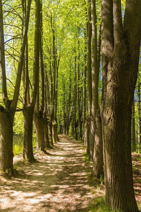 Path between Trunks of Trees in the Wood Stock Image - Image of park ...