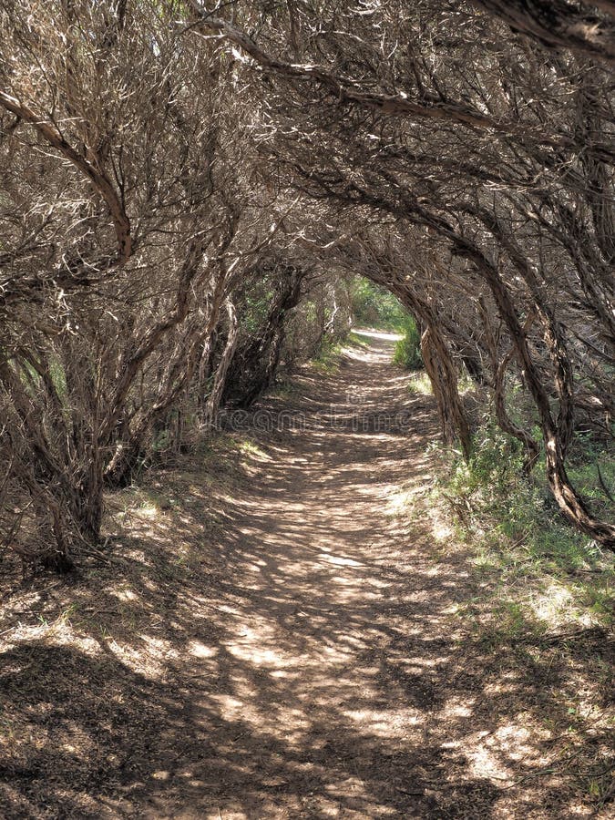 Path through a Tunnel Formed by Small Coastal Trees Stock Image - Image ...