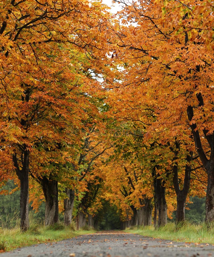 Path through a Tunnel of Orange Autumn Trees at a Park on a Beautiful ...