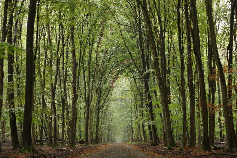 Path through a Tunnel of Trees at a Park on a Beautiful Spring Day ...