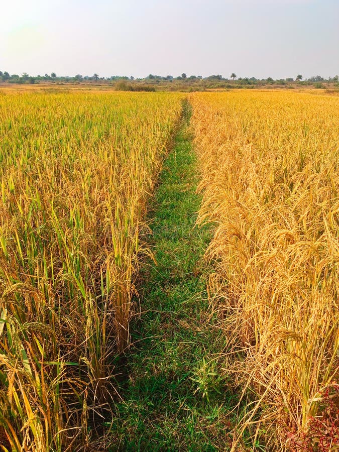Path between Two Rice Fields. Stock Image - Image of meadow, colour ...