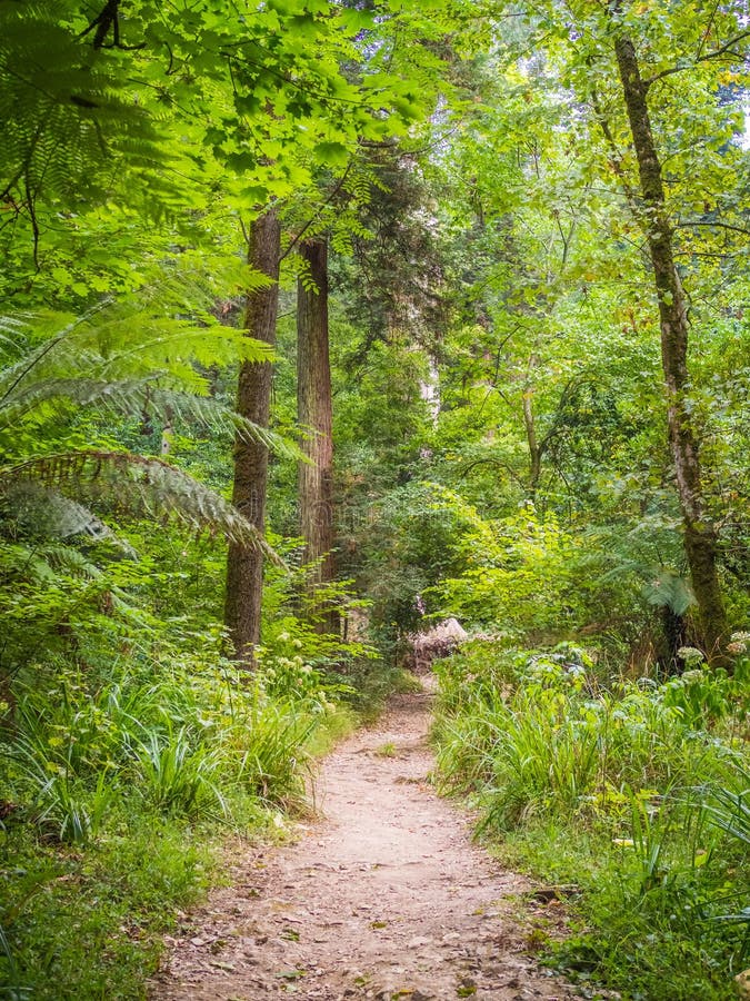 Path Under a Canopy of Forest Trees Surrounded by Grasses and Trees in ...