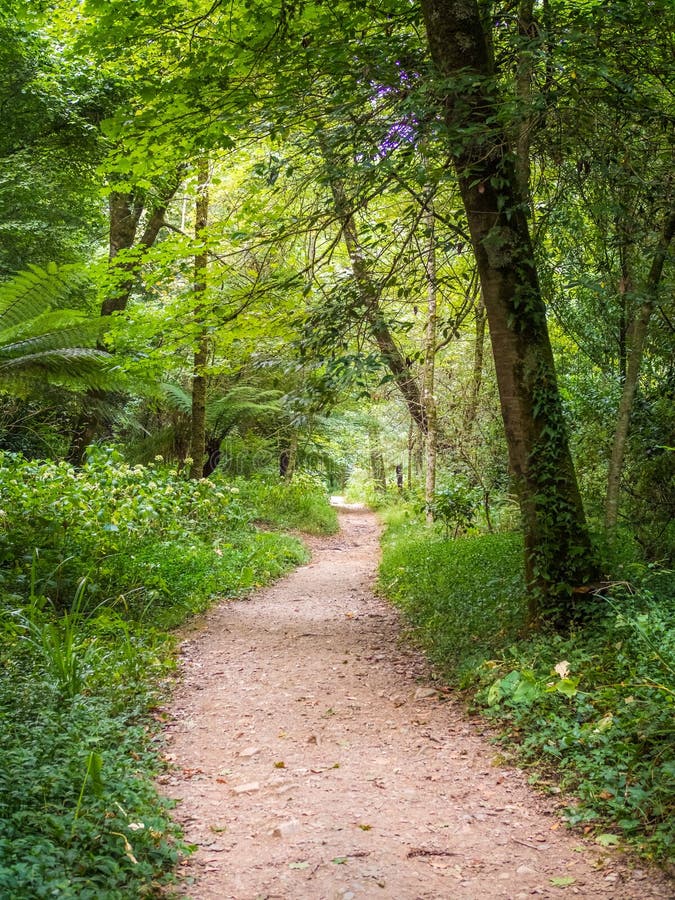 Path Under a Canopy of Forest Trees Surrounded by Grasses and Trees in ...